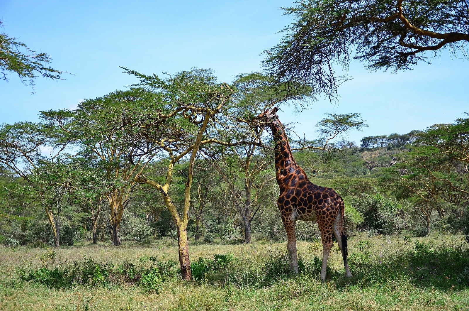 Kenya Wildlife Safari Tours | Wildebeest Migration | Kenya Safari